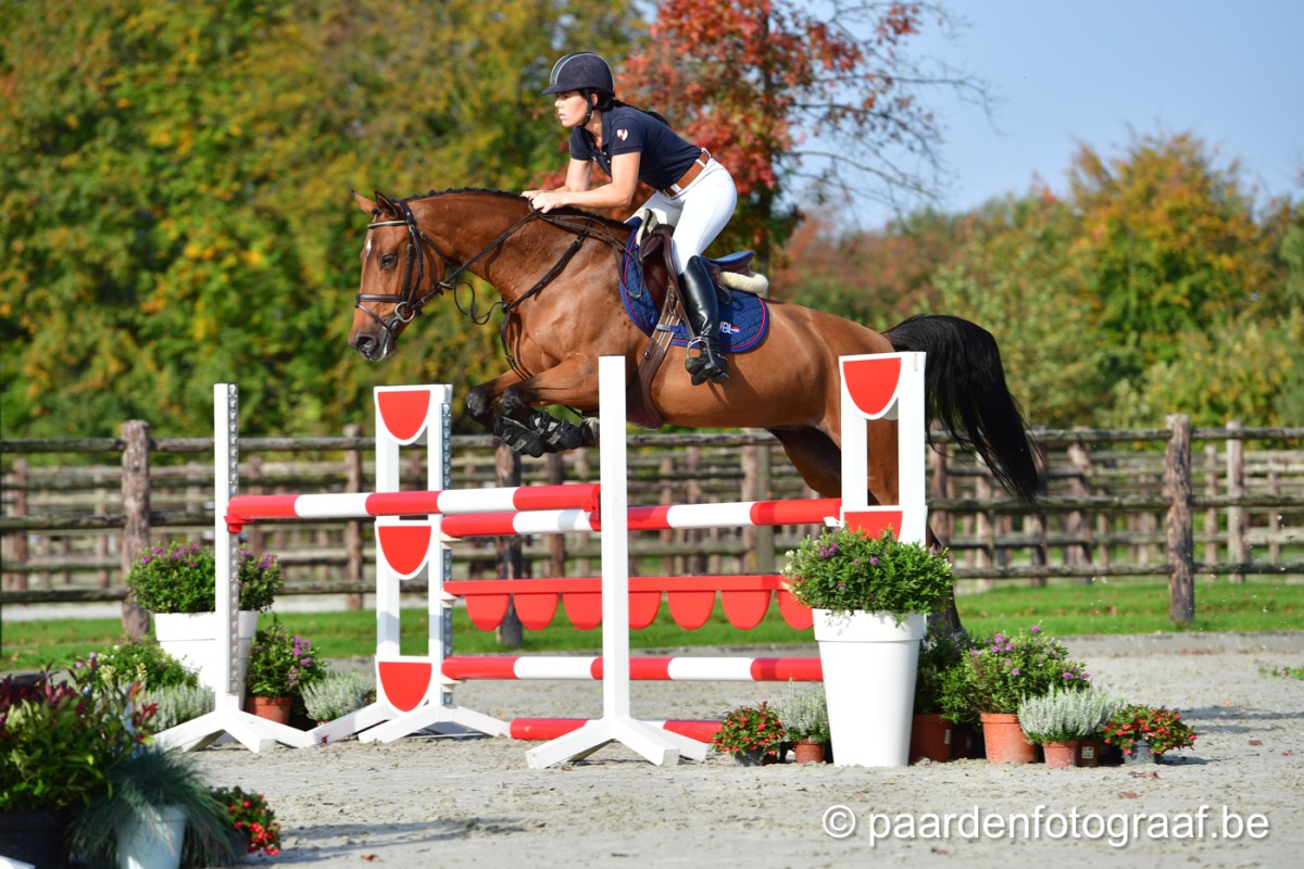 Pweb Stables - Isabel (Verdi) sold to Louise Van Laer